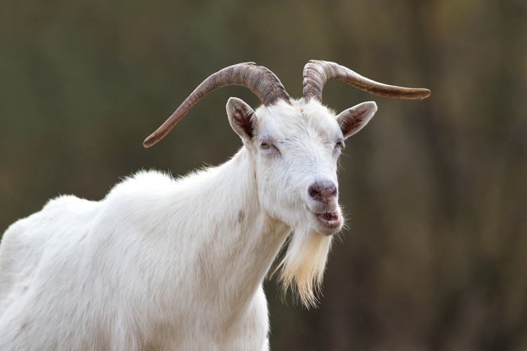 How Long do Goats Live? - Goat Journal